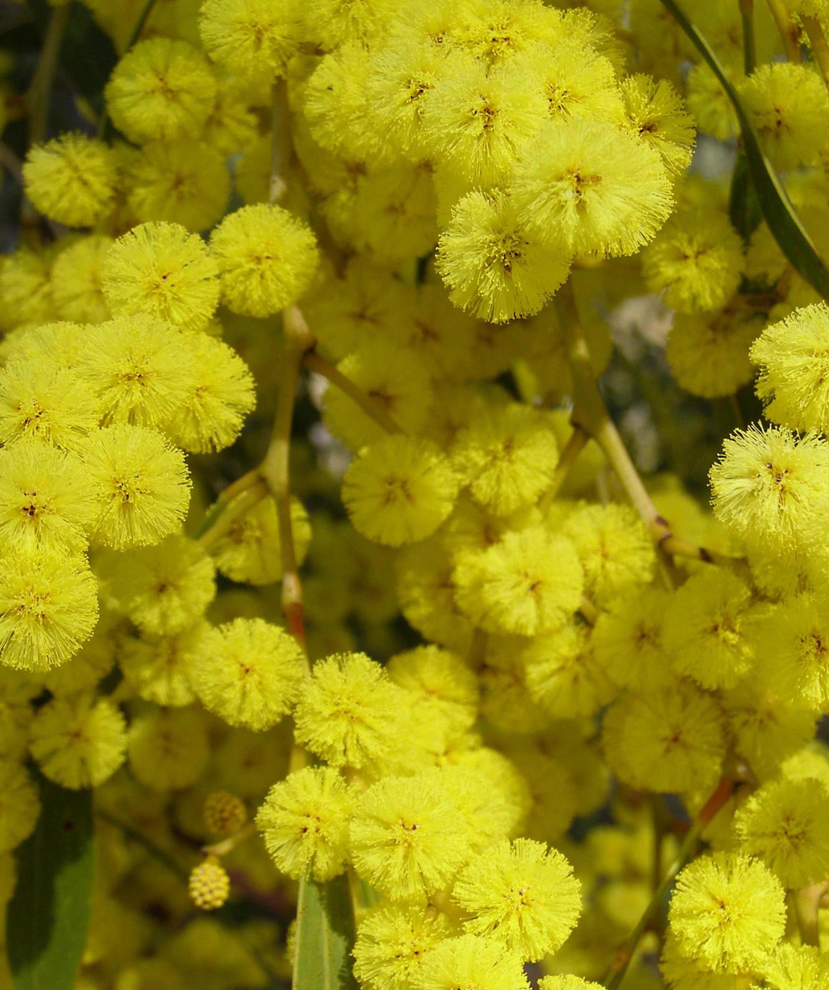 Wattle – Floral Gift Planet