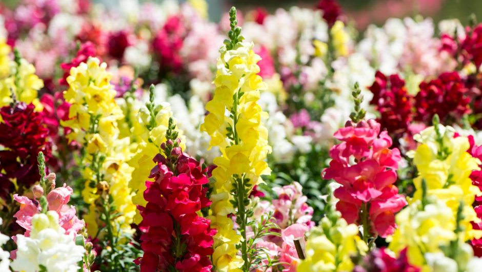 Snap Dragon – Floral Gift Planet